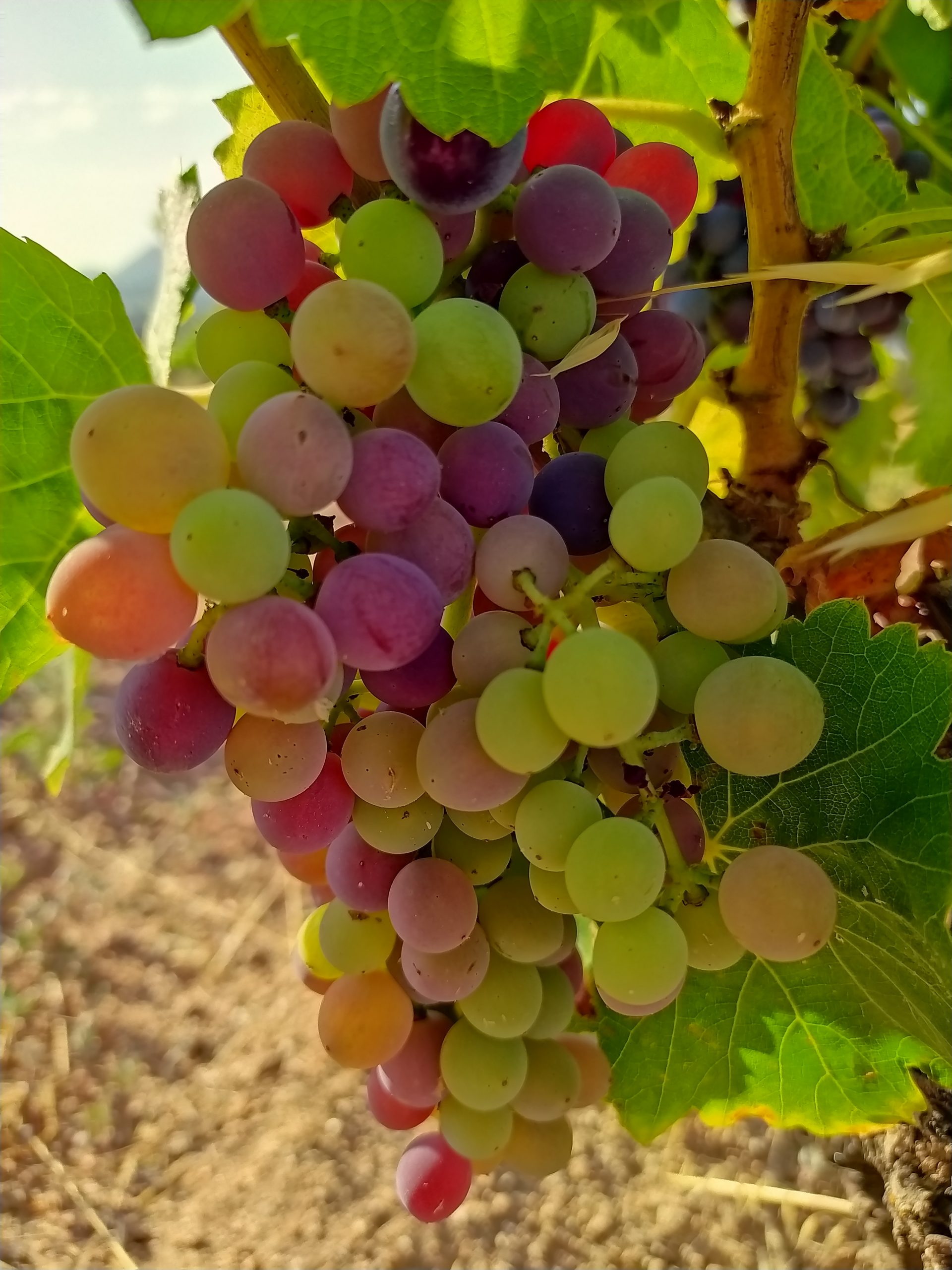 Albillo real de D.O.P. Cebreros inicia vendimia en Castilla y León